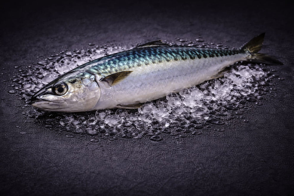 Blue Mackerel – Australian Export Supply | Pearl Seafood Exports