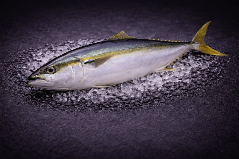 Hiramasa Kingfish Export & Supply from Australia – Pearl Seafood Exports